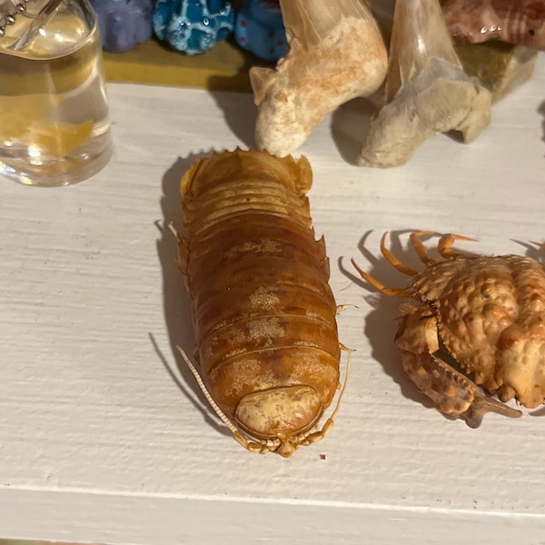 Spider Crab Platymaia Alcocki Crab Taxidermy Oddities - Etsy