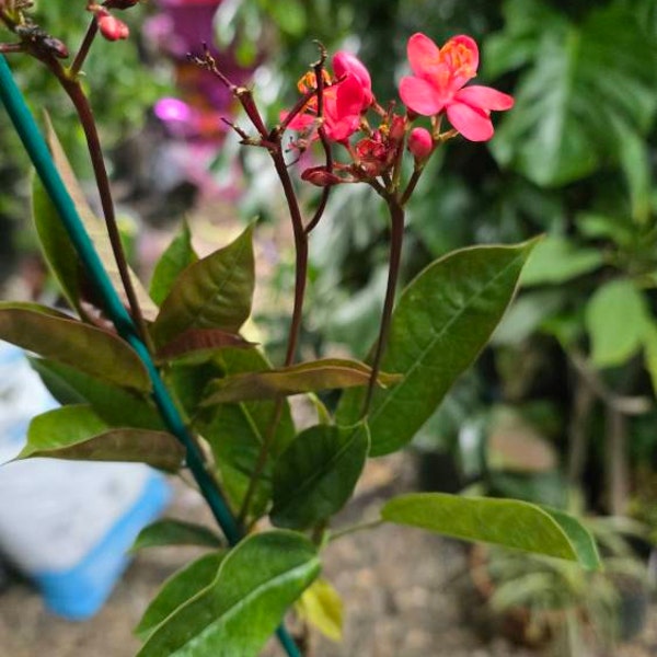Jatropha Intergerima WATERMELON PINK Dwarf Tropical Tree Shrub Live ...