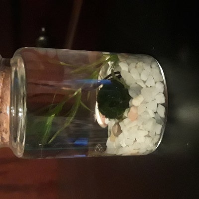 Eli Nano Java Moss Ball Terrarium DIY Craft Kit for Office Desk ...