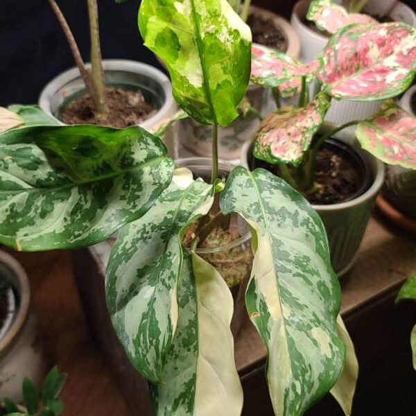 Epi Pinnatum Yellow Flame - Rare - Tropical House Plant - in Moss - Etsy