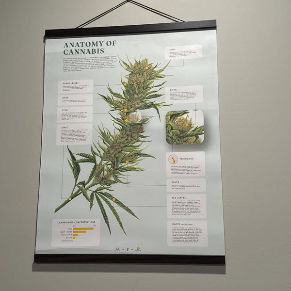 Primary Terpenes: Cannabis Flavors Infographic Chart Print, Cannabis ...
