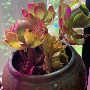 Aeonium Blushing Beauty, Large Stem Cuttings, Multiple Colors Change ...