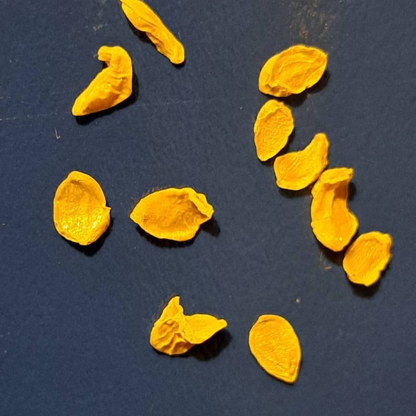 Yellow Mariposa Lily | Calochortus Luteus - Seeds - Etsy