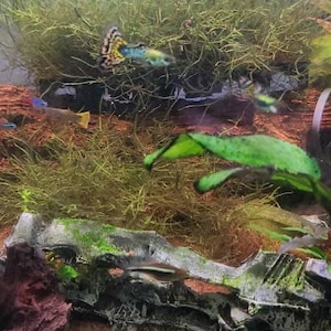 BUY2GET1FREE Java Moss, Bogor Moss Aquarium Plant Easy Aquarium Plant ...