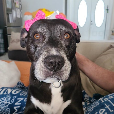 Denim Dog Bow - Etsy