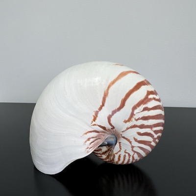 Natural Nautilus Shell Large Nautilus Coastal Home Decor Seashells ...