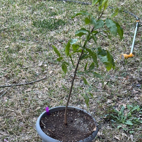 Big Spanish Lime(ginepa Limoncillo Mamoncillo (melicoccus Bijugatus ...