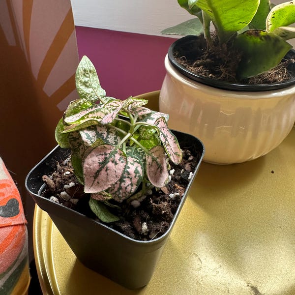 Alocasia Pink Princess Starter Plant (ALL STARTER PLANTS Require You to ...