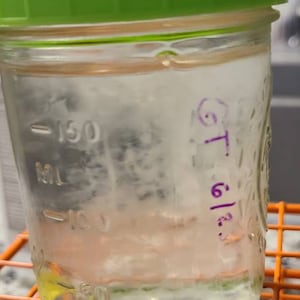 25x Agar Cups 100% Sterile Agar Plates Sorghum Yeast Agar - Etsy