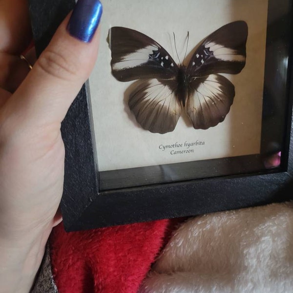 Rare Calleta Silkmoth Framed Taxidermy Eupackardia Calleta - Etsy