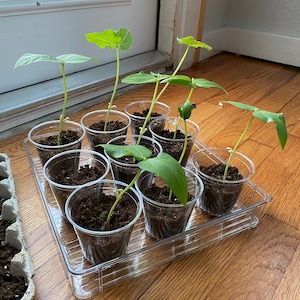 Tromboncino Rampicante Huge Italian Heirloom Zucchini Squash | Etsy