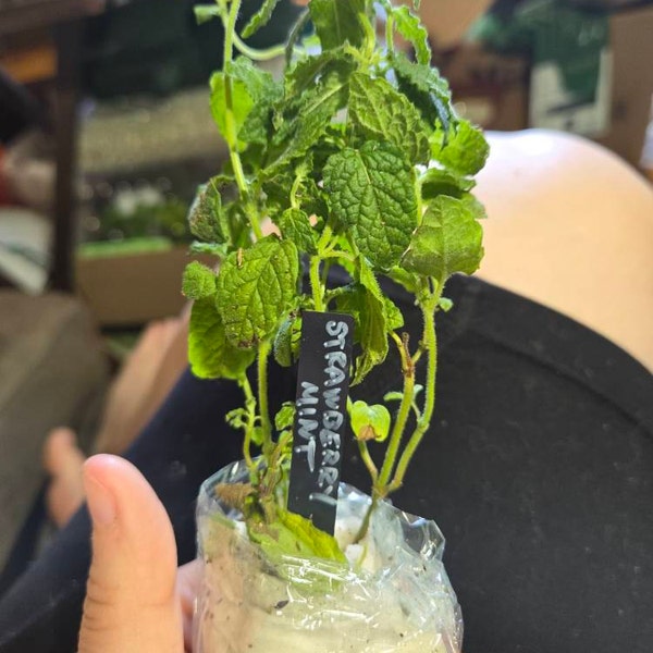 Basil, Everleaf Emerald Towers, Ocinum Basilicum, 50 Organic Seeds ...