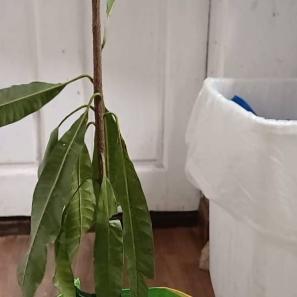 Organic Emperor Lychee Live Plant Litchi Chinensis 1 Live Plant Hybrid ...