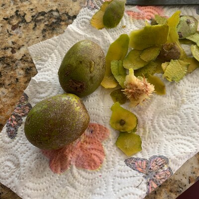 3LBS Fresh Dwarf June Plums Always Freshly Picked 3 Lbs Fresh June ...