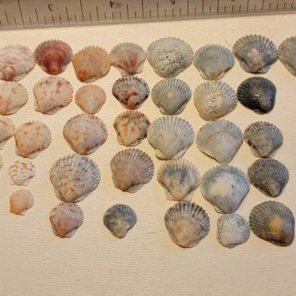 100 Bright Calico Scallop Shells - Etsy
