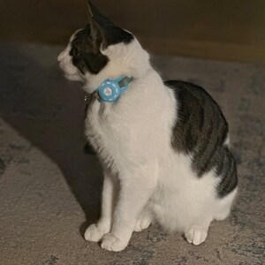 Winter Cat Collar snowflakes Frosty Blue Light Blue Snowflake Cat ...