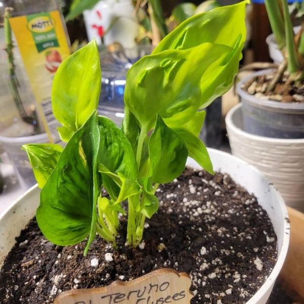 Scindapsus Lucens/anadendrum Affine/shingling Vine/pothos/philodendron ...