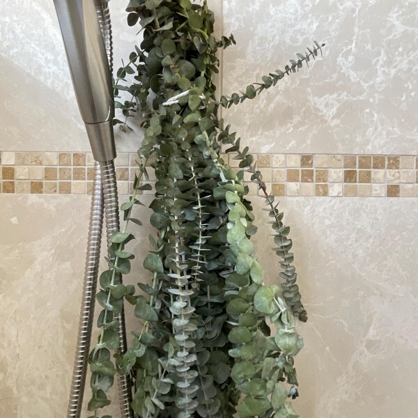 Fresh Eucalyptus Shower Bundle, Eucalyptus Shower Bundle, Indoor ...