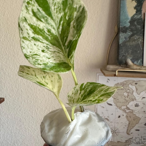 Snow Queen Pothos Single Starter Plant in a 1.5" Pot - Epipremnum ...
