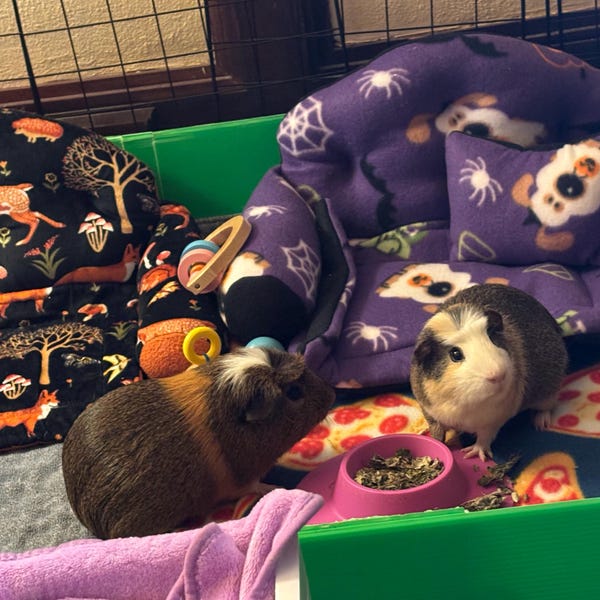 Guinea Pig Tunnel Guinea Pig Accessories Colorful Guinea Pig Play ...