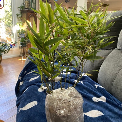 Phyllostachys Bissetti/david Bisset Bamboo-very Cold Hardy - Etsy