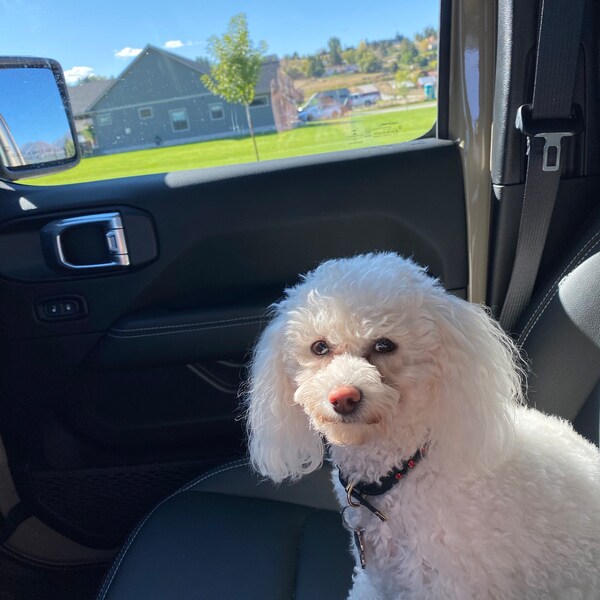 11.5 to 15.5 Inch Neck, Red Spike Dog Collar, Medium Dog or Large Puppy ...