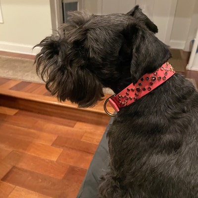 9.5-12.5 Pink Gradient on Pastel Pink Biothane With Magenta Border ...