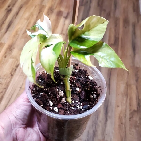 Variegated Philodendron Micans ‘mint’ (non-exact) - Etsy