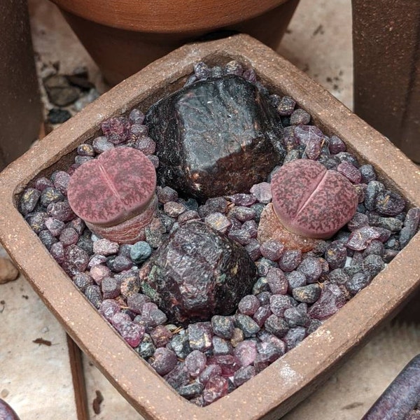 Plant -1-dinterops（ D.vanzylii × “fred's Redhead”） - Etsy