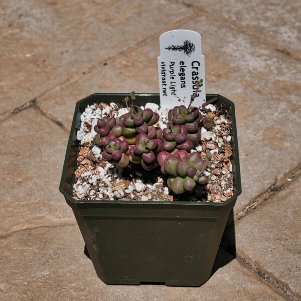 Echeveria 'onslow' Rare Succulent Fully Rooted - Etsy Echeveria 'onslow' Rare Succulent Fully Rooted - Etsy