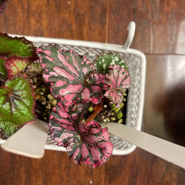 Rex Begonia 'ruby Slippers' - BFF Exclusive - Etsy