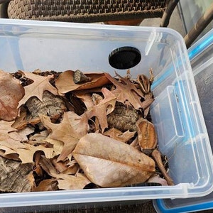 Original 3D Printed Skull Magnet Spider Hide - Etsy