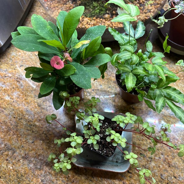 Striped Begonia | Begonia Listada | Rare Begonia | 4in Pot - Etsy