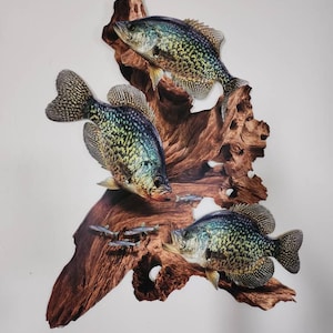 Bluegill Replica Driftwood Scene Rustic Home Decor, 2D Flat Metal, Lake ...