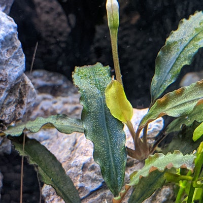 Bucephalandra Godzilla Submersed Grown Live Aquarium Plant - Etsy
