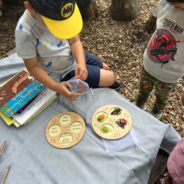 Ladybird Life Cycle, Birthdaygift, Forest School, Primary, EYFS ...