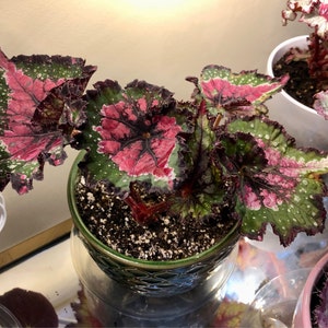 Jurassic™ Rex Begonia 'watermelon' - Etsy