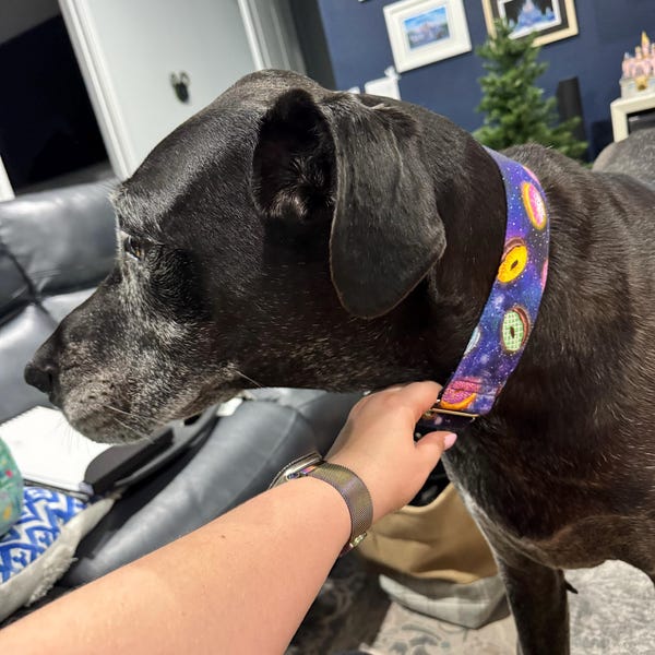 CUSTOM Hidden Prong Training Dog Collar - Real Leather - 2 Inch Wide ...