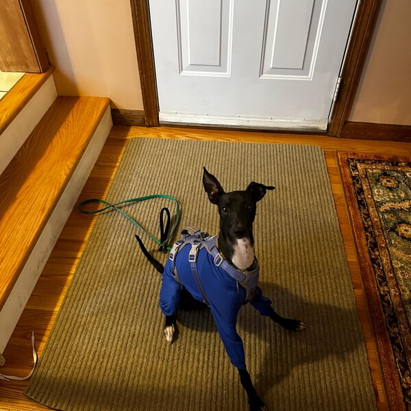 Italian Greyhound Rib Knit Pjs - Etsy