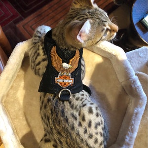 SafetyKatz Walking Jacket Zebra Face Custom Made Cat | Etsy