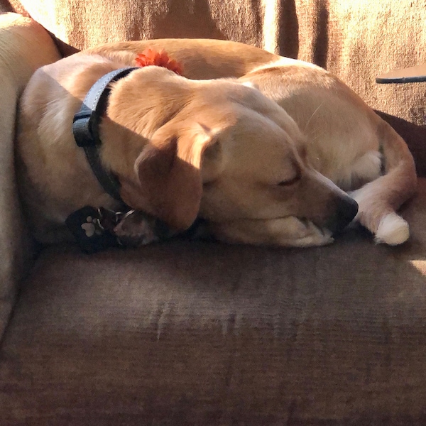 Remarkable 2 Food Log Meal Tracker Template | Digital Notebook 2023 ...