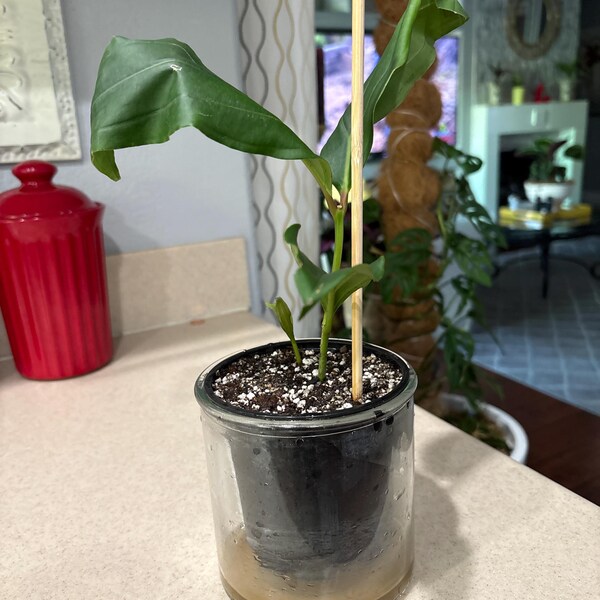 Athens Blue Princess Glory Bush Plant~~tibouchina Urvilleana~small ...