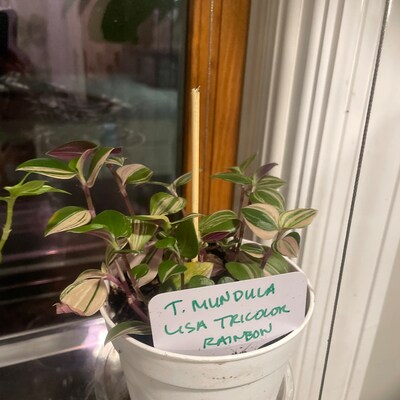 Tradescantia Mundula Lisa Tricolor Pink Princess Rainbow - Etsy