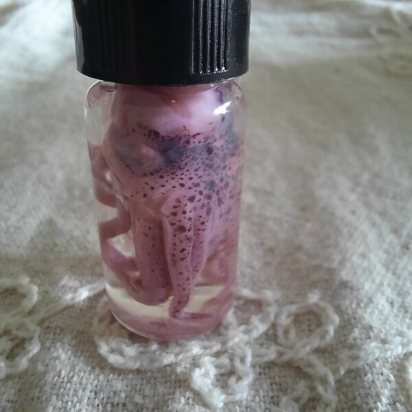 Real Cute PINK Cuttlefish in a Jar, Wet Specimen, Squid, Tentacles ...