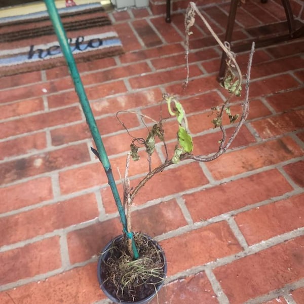 Rama Green Tulsi, Basil (ocimum Tenuiflorum) Well Rooted Sold by Sizes ...