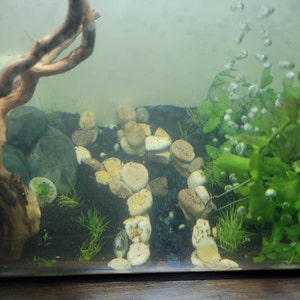 TheSeeShelter - Etsy