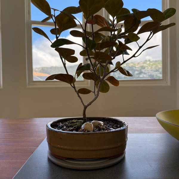 Rare Dwarf Mulberry Bonsai Tree, "wake up the World" Collection From ...