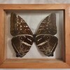 Real Framed Butterfly Morpho Sulkowski pearl Morpho Light Brown Frame ...