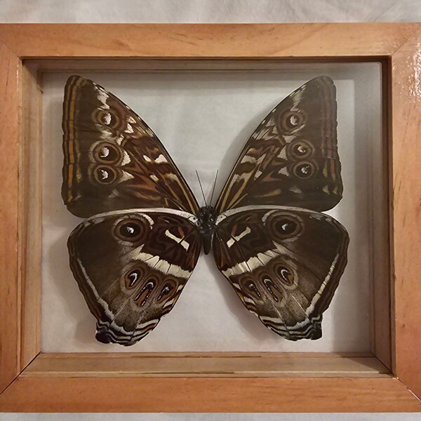 Real Framed Butterfly - Etsy