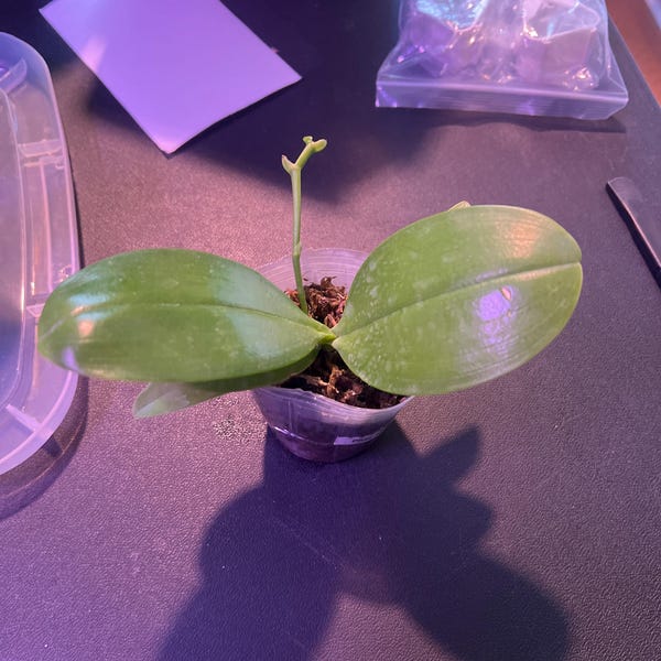 Rlc. Sung Ya Green 'mailman' (2.5” Pot) - Etsy